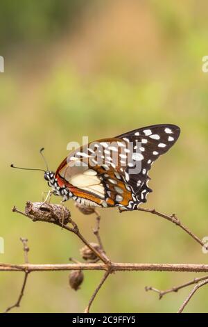 An Angola white lady swallowtail butterfly (Graphium pylades) perches ...