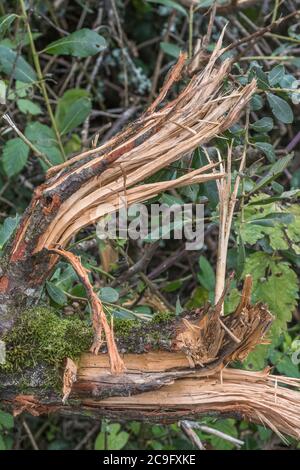 Example of mechanised hedge cut with a flail, where smaller shrub ...