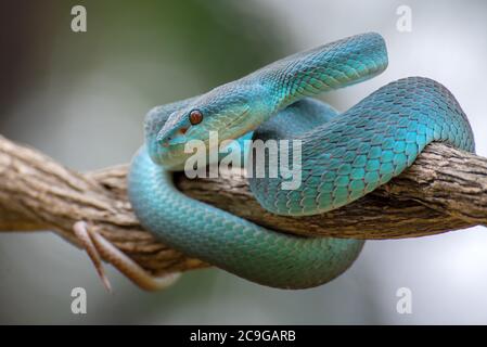 Trimeurus insularis blue is a venomous snake from indonesia Stock Photo ...