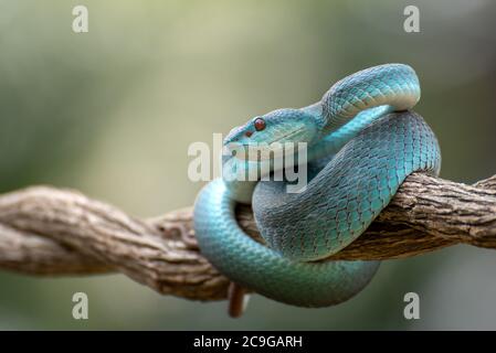 Trimeurus insularis blue is a venomous snake from indonesia Stock Photo ...