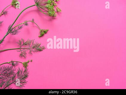 Sprig of dill isolated on pink background. Top view, flat lay. Dill ...