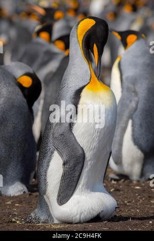 King Penguin (Aptenodytes patagonicus) hatching from its shell Stock ...