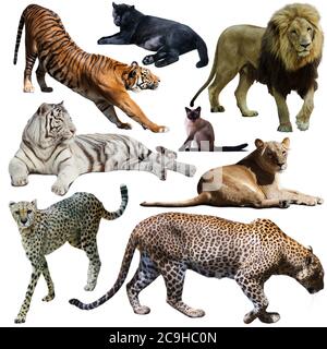Set of different animals of Felidae family Stock Photo - Alamy