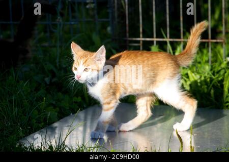 Red tom cat kitten Stock Photo - Alamy