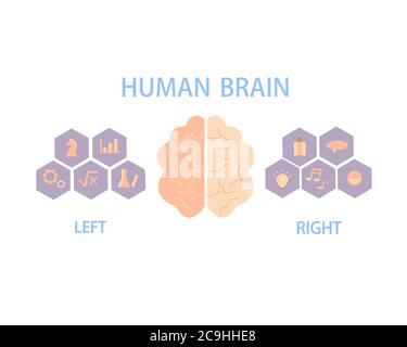 hemispheres of the brain, creative design Stock Vector Image & Art - Alamy