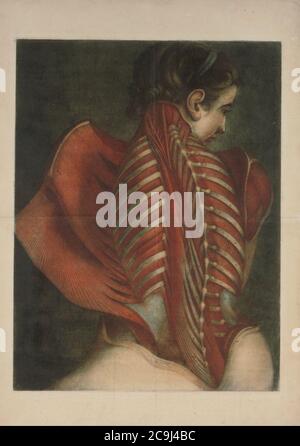 Jacques-Fabien Gautier-Dagoty, Muscles of the Back, (Anatomical Study ...