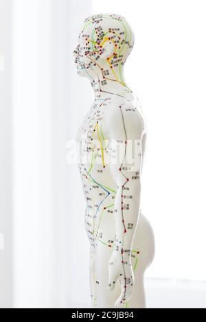 Chinese acupuncture model. Side view of the head of a Chinese ...