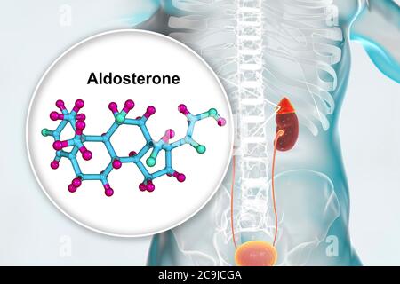 Illustration of an adrenal gland and molecular model of adrenaline ...