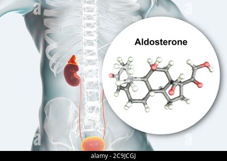 Illustration of an adrenal gland and molecular model of adrenaline ...