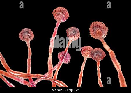 Computer illustration of green mould (Aspergillus flavus) conidiophore ...