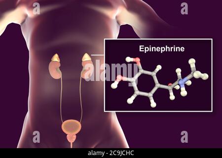 Illustration of the adrenal glands and molecular model of adrenaline ...