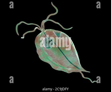 Pentatrichomonas hominis protozoan, computer illustration. Also known ...