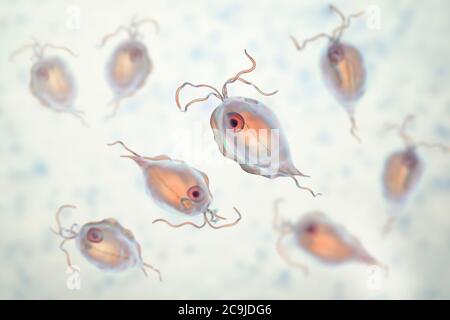 Pentatrichomonas hominis protozoan, computer illustration. Also known ...