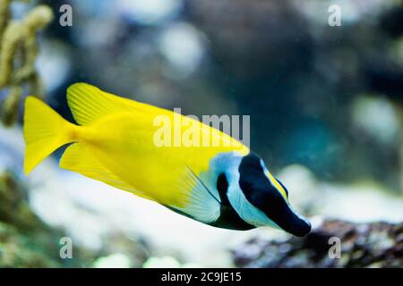 a yellow foxface rabbitfish in an aquarium Stock Photo - Alamy