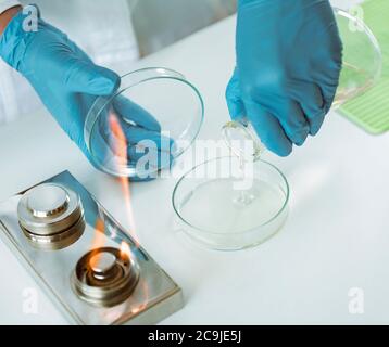 Microbiology. Hands of a microbiologist pouring agar into a petri dish ...
