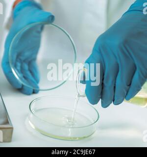 Microbiology. Hands of a microbiologist pouring agar into a petri dish ...