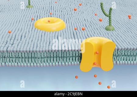 Computer illustration of a cutaway view of the human cell membrane. The ...
