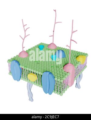 Computer illustration of a cutaway view of the human cell membrane. The ...