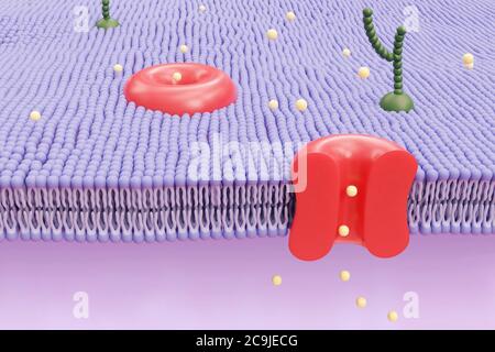 Computer illustration of a cutaway view of the human cell membrane. The ...
