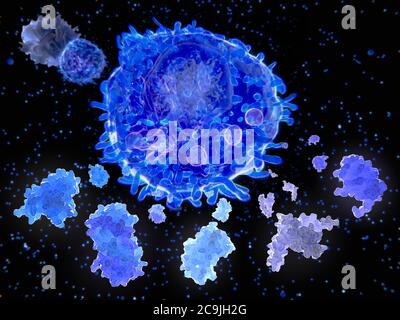 CD4 protein. Molecular model of the CD4 T cell (T lymphocyte) receptor ...