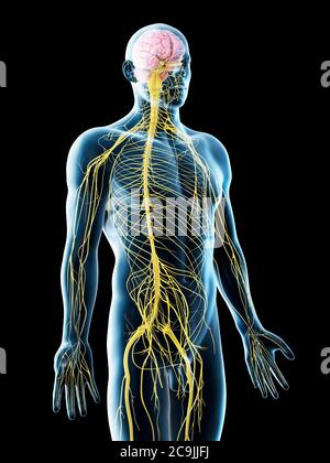 Male nervous system, computer illustration Stock Photo - Alamy