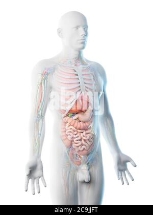 Male upper body anatomy, computer illustration Stock Photo - Alamy
