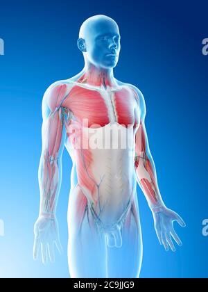 Male upper body anatomy, computer illustration Stock Photo - Alamy