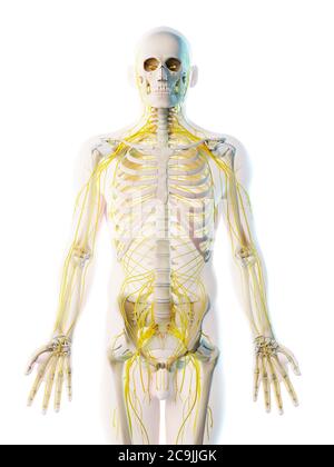 Male nervous system, computer illustration Stock Photo - Alamy