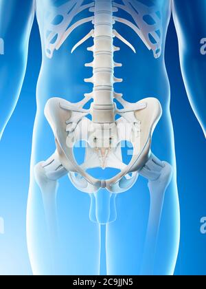 Male pelvis anatomy, computer illustration Stock Photo - Alamy