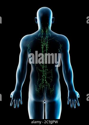 Lymph nodes of the upper body, computer illustration Stock Photo - Alamy