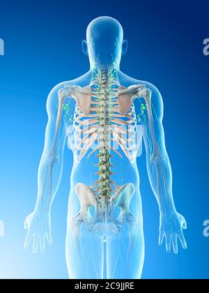 Lymph nodes of the upper body, computer illustration Stock Photo - Alamy