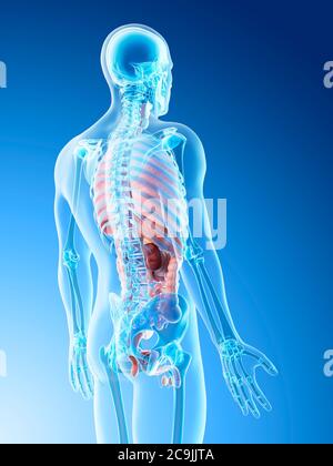 Male anatomy, computer illustration Stock Photo - Alamy