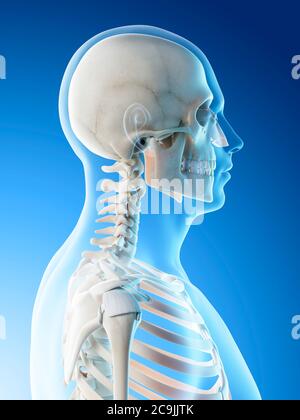 Skeletal anatomy of the neck and head, illustration Stock Photo - Alamy