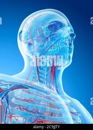 Illustration of neck circulatory system Stock Photo - Alamy