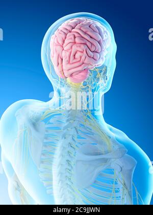 Male brain, computer illustration Stock Photo - Alamy