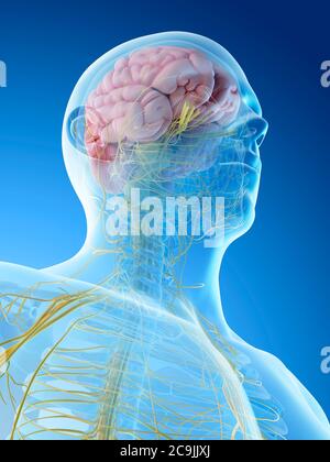 Nervous system of the neck, computer illustration Stock Photo - Alamy