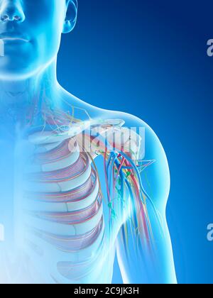 Male shoulder anatomy, computer illustration Stock Photo - Alamy
