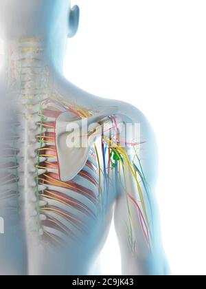 Male shoulder anatomy, computer illustration Stock Photo - Alamy