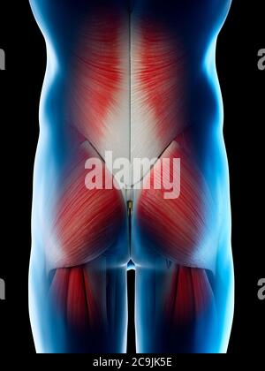Male hip muscles, computer illustration Stock Photo - Alamy