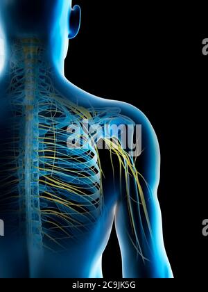 Nerves of the shoulder, computer illustration Stock Photo - Alamy