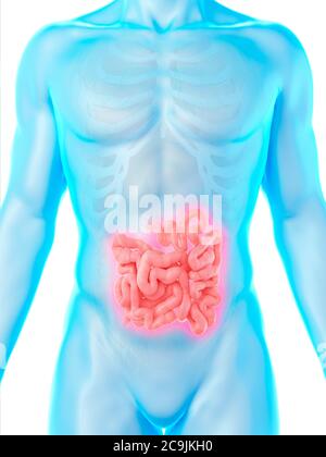 Small intestine or bowel 3D rendering illustration close-up. Anterior ...