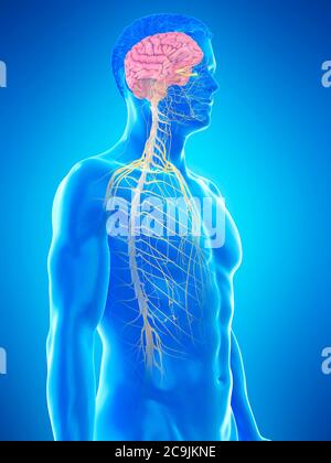 Nervous system, computer illustration Stock Photo - Alamy