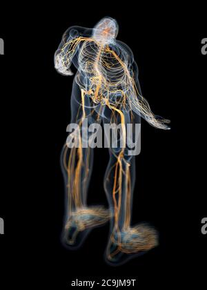 Nervous system, computer illustration Stock Photo - Alamy