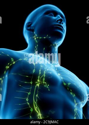 Lymphatic system and organs, illustration Stock Photo - Alamy
