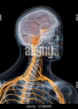 Nervous system, computer illustration Stock Photo - Alamy
