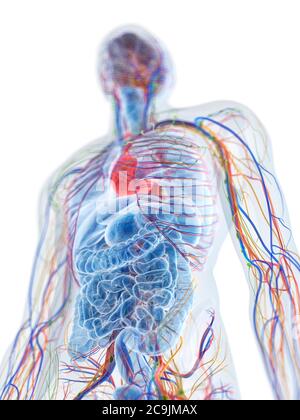 Male anatomy, computer illustration Stock Photo - Alamy