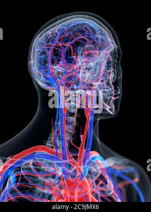 Vascular system of the head, computer illustration Stock Photo - Alamy