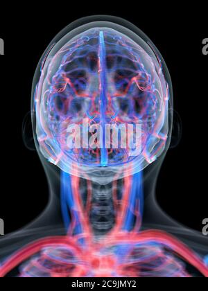 Vascular system of the head, computer illustration Stock Photo - Alamy