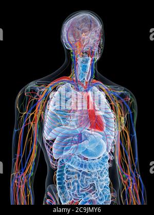 Upper body anatomy, computer illustration Stock Photo - Alamy