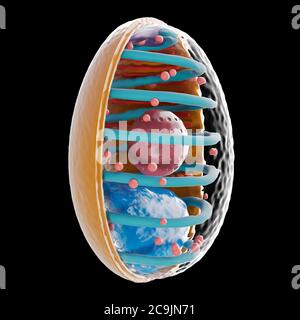 Spore-forming parasite (Microsporidia), computer illustration Stock ...